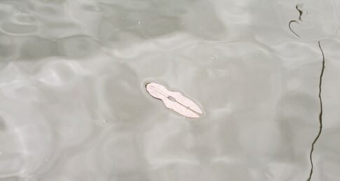 ノリーズ 「4.3″ FGダディ」。どこまでも強気なビッグトレーラーベイト。 – LureNote