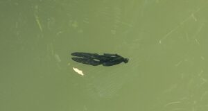 ノリーズ 「4.3″ FGダディ」。どこまでも強気なビッグトレーラーベイト。 – LureNote