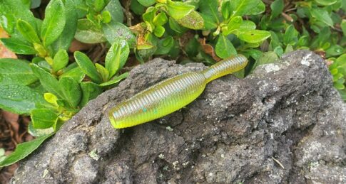 2.5″ヤマタヌキ(ゲーリーヤマモト)、重さについてと使ってみたインプレ。 – LureNote