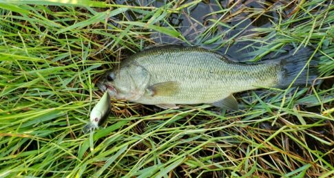 ラッキークラフト LC1.5。歴史とRTO1.5との違い、インプレ。 – LureNote