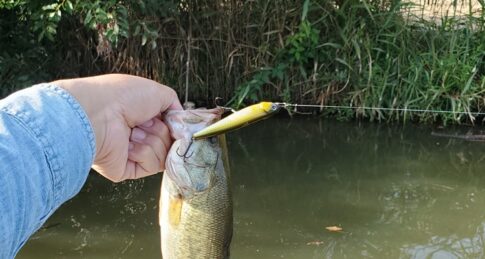 メガバス「DOG-X」。水面を滑るスケーティングアクションが動かしてるだけで楽しい。 – LureNote