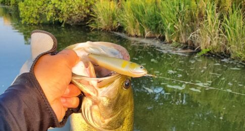 メガバス「ジャイアントDOG-X」使用インプレッション。スピードサーチでデカい魚を探すのが得意。 – LureNote