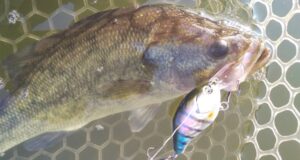 ノリーズ「マルノミフラット60」使用インプレッション。 – LureNote